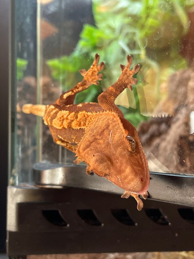 Crested Geckos | Shop Co.