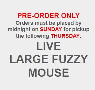 Live Mice: Large Fuzzy 4.-7g