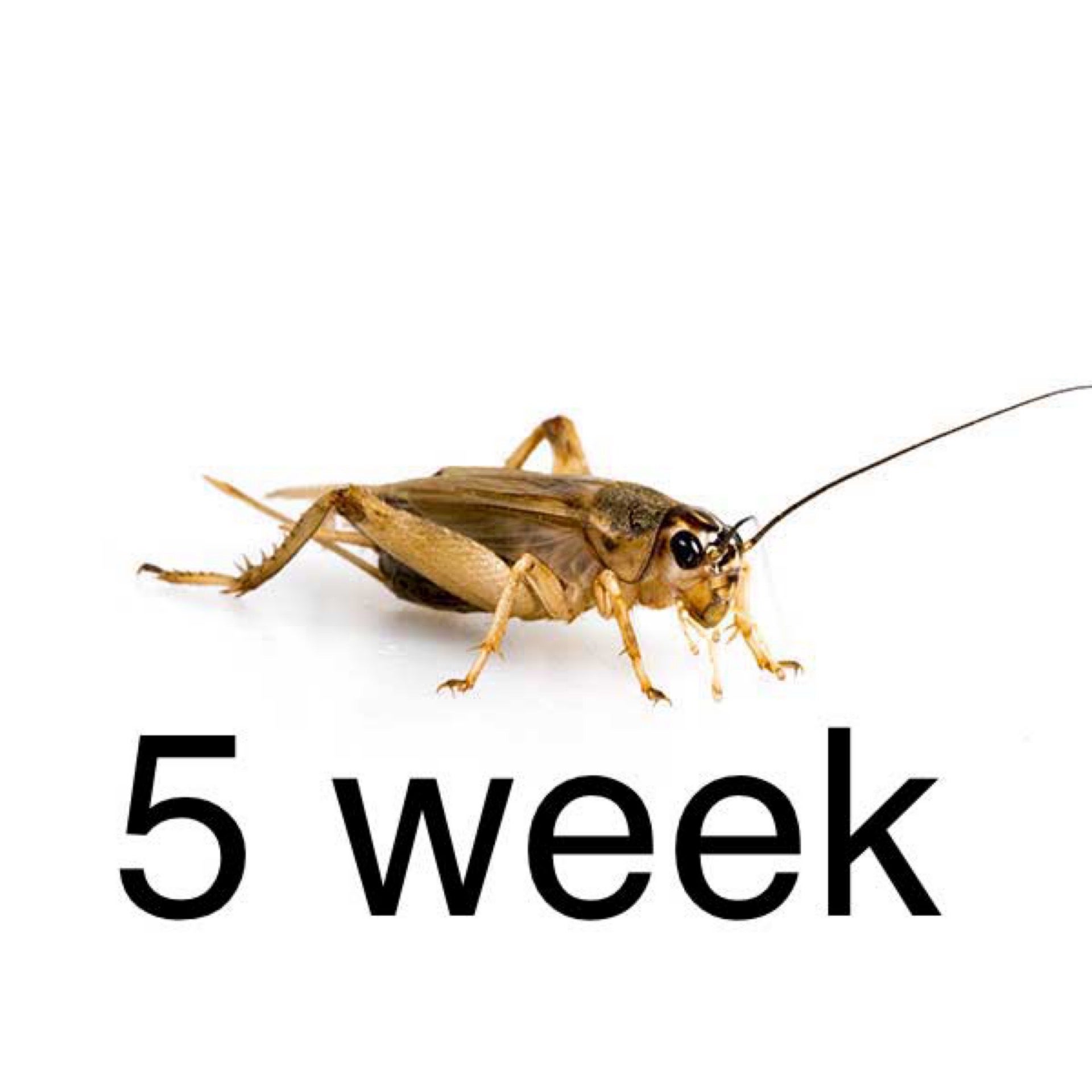 Live Feeders: 5 Week Crickets ~3/4" | Shop Co.